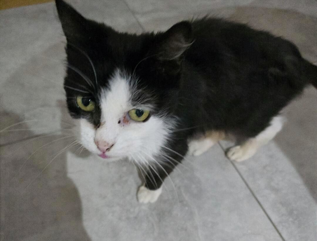 Lost and Found – North East Lincs Animal Rescue