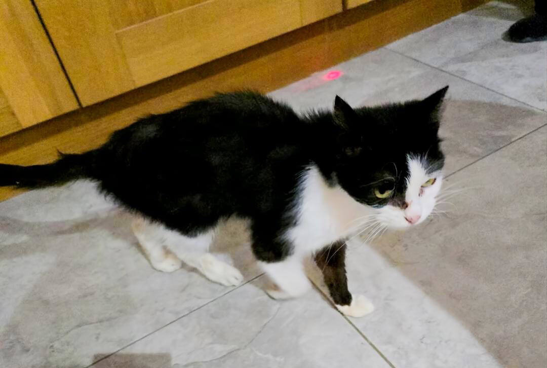 Lost and Found – North East Lincs Animal Rescue