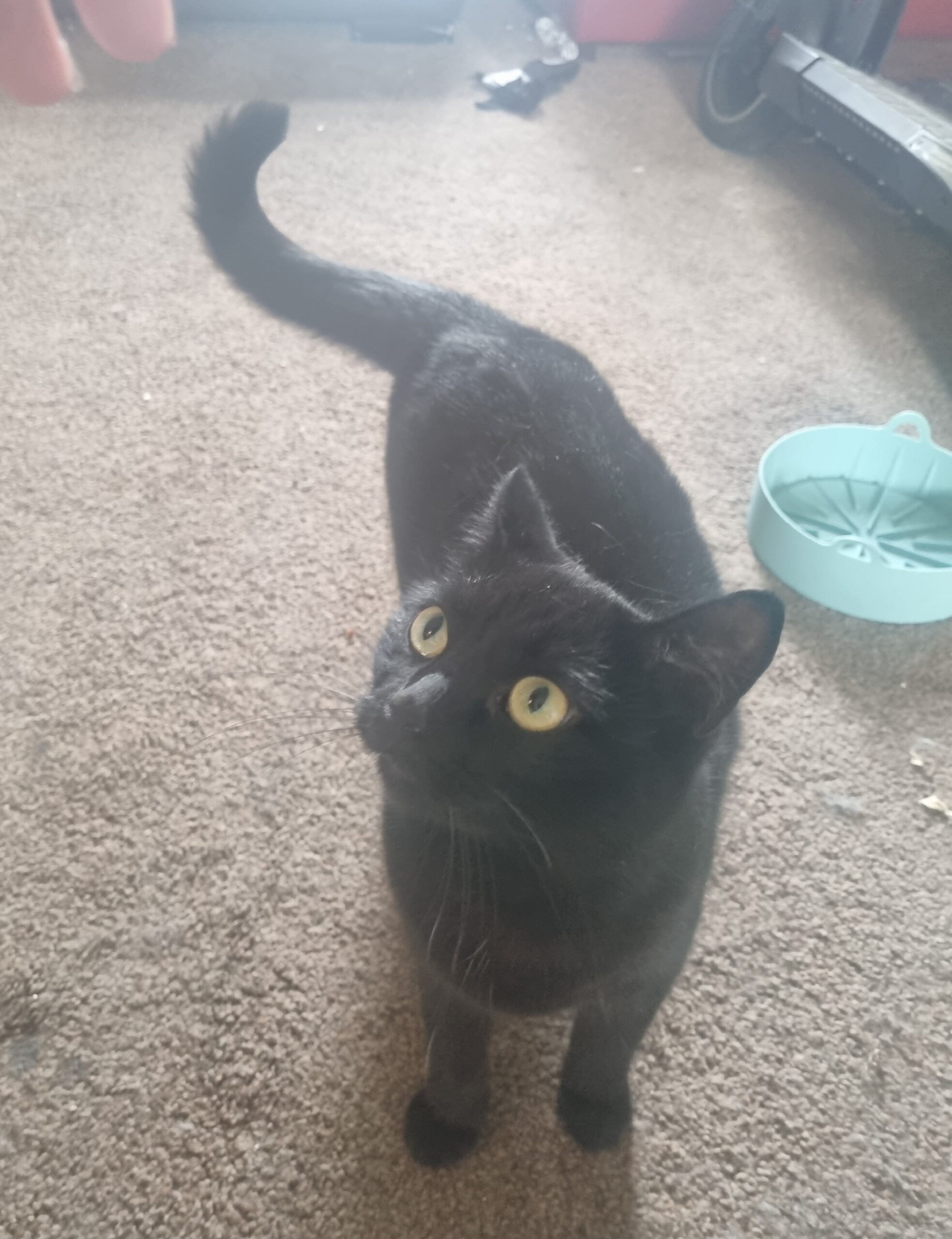 Shadow – North East Lincs Animal Rescue