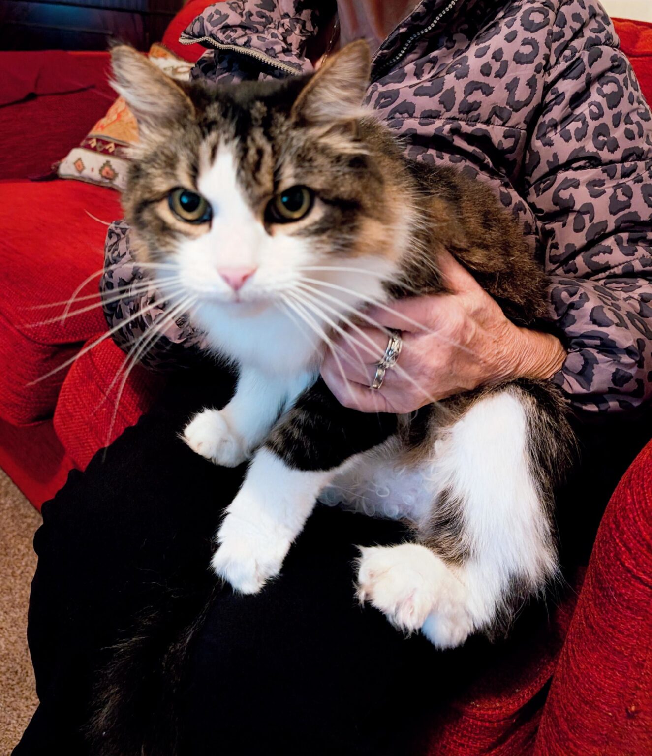 Ollie2 – North East Lincs Animal Rescue