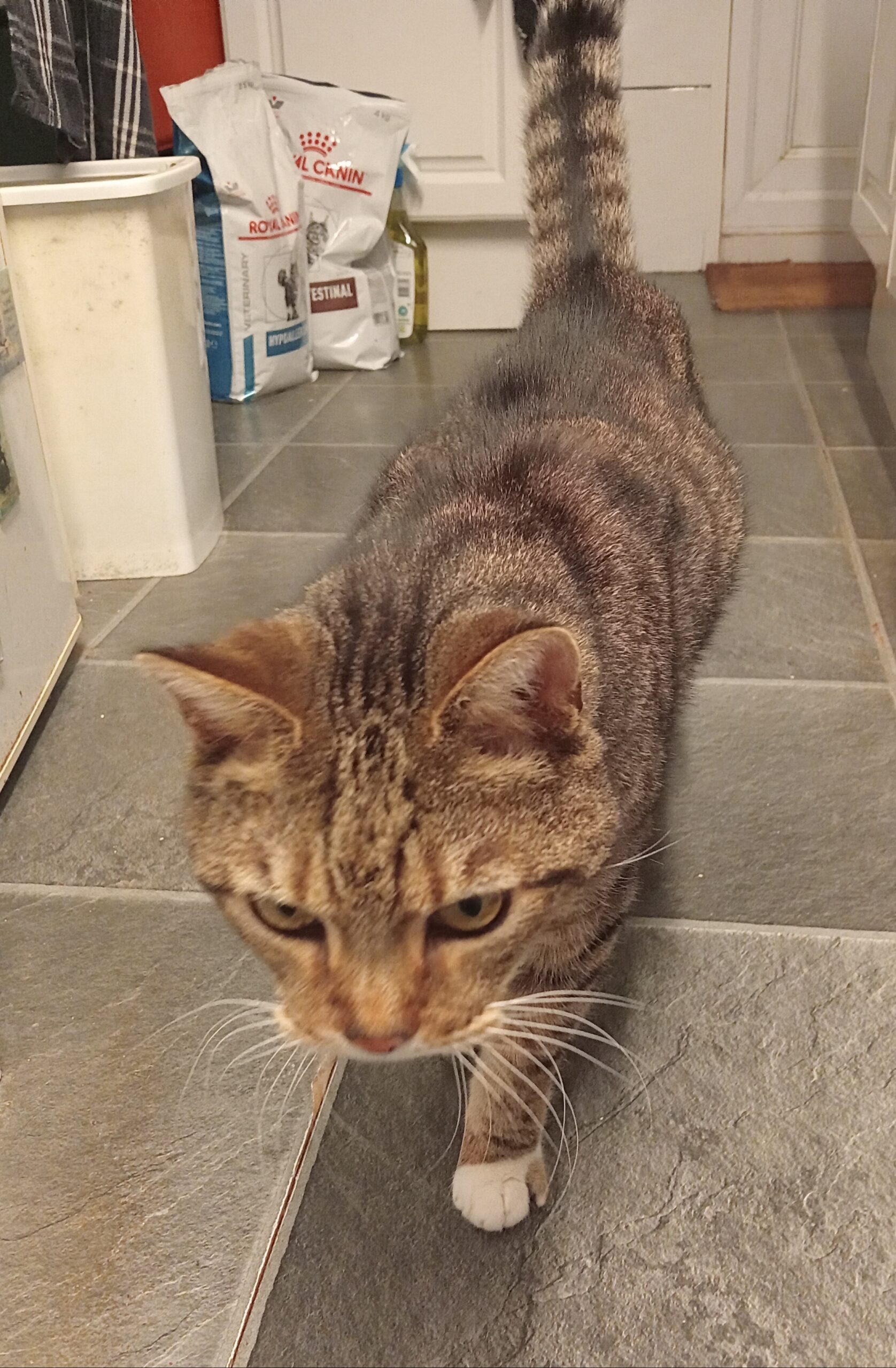Ollie1 – North East Lincs Animal Rescue